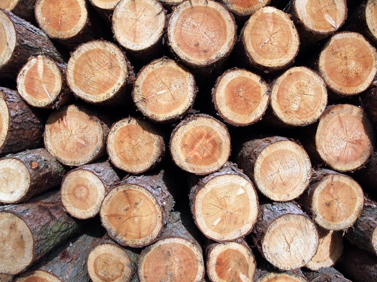 Timber – Mark Horrell